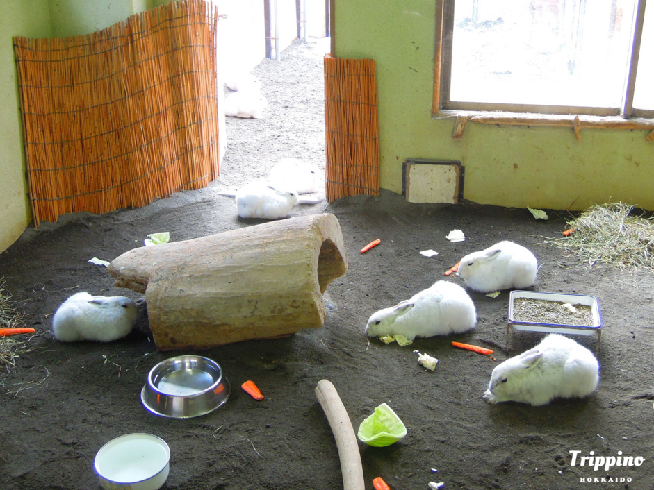 【札幌育樂景點推薦】來圓山動物園尋找北海道特有動物！ - Trippino Hokkaido