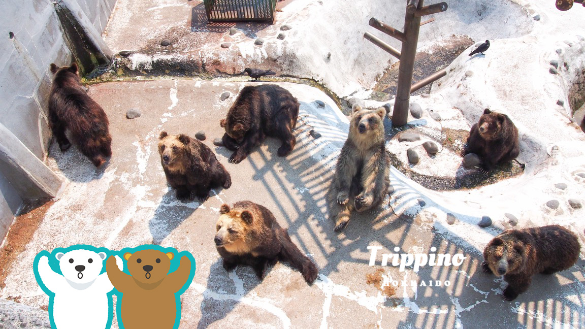 Noboribetsu Bear Park กับพี่หมีจอมโพสท่า Trippino Hokkaido
